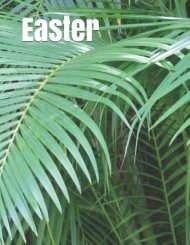 Easter: Senior reader study bible reading in extra-large print for ...